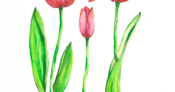 Lale Çoklu | Fine Art Print | Bitki İllüstrasyonu