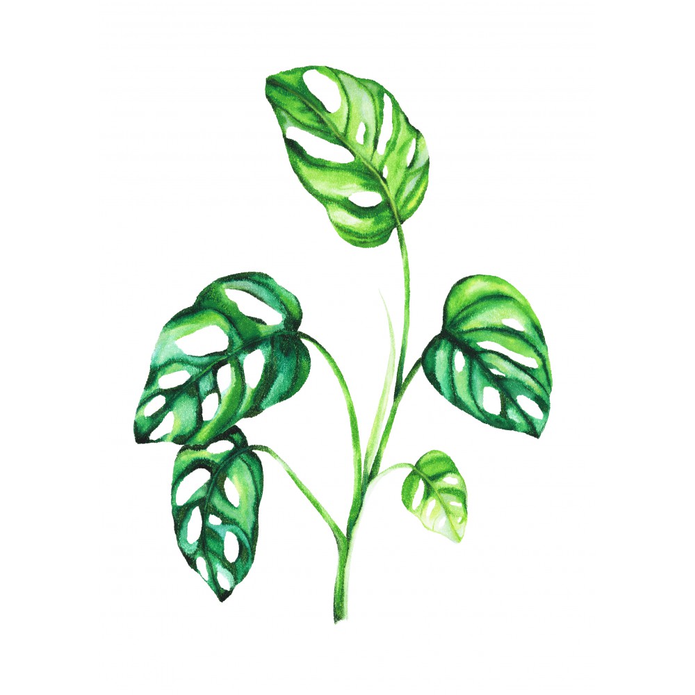 Monstera adansonii Dal | Fine Art Print | Bitki İllüst ...